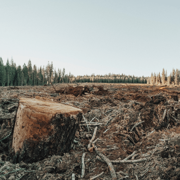 Why deforestation is bad - Good Samaritan Community Action INC